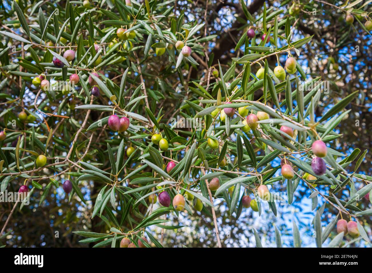 Cultivo de plantas hi-res stock photography and images - Alamy