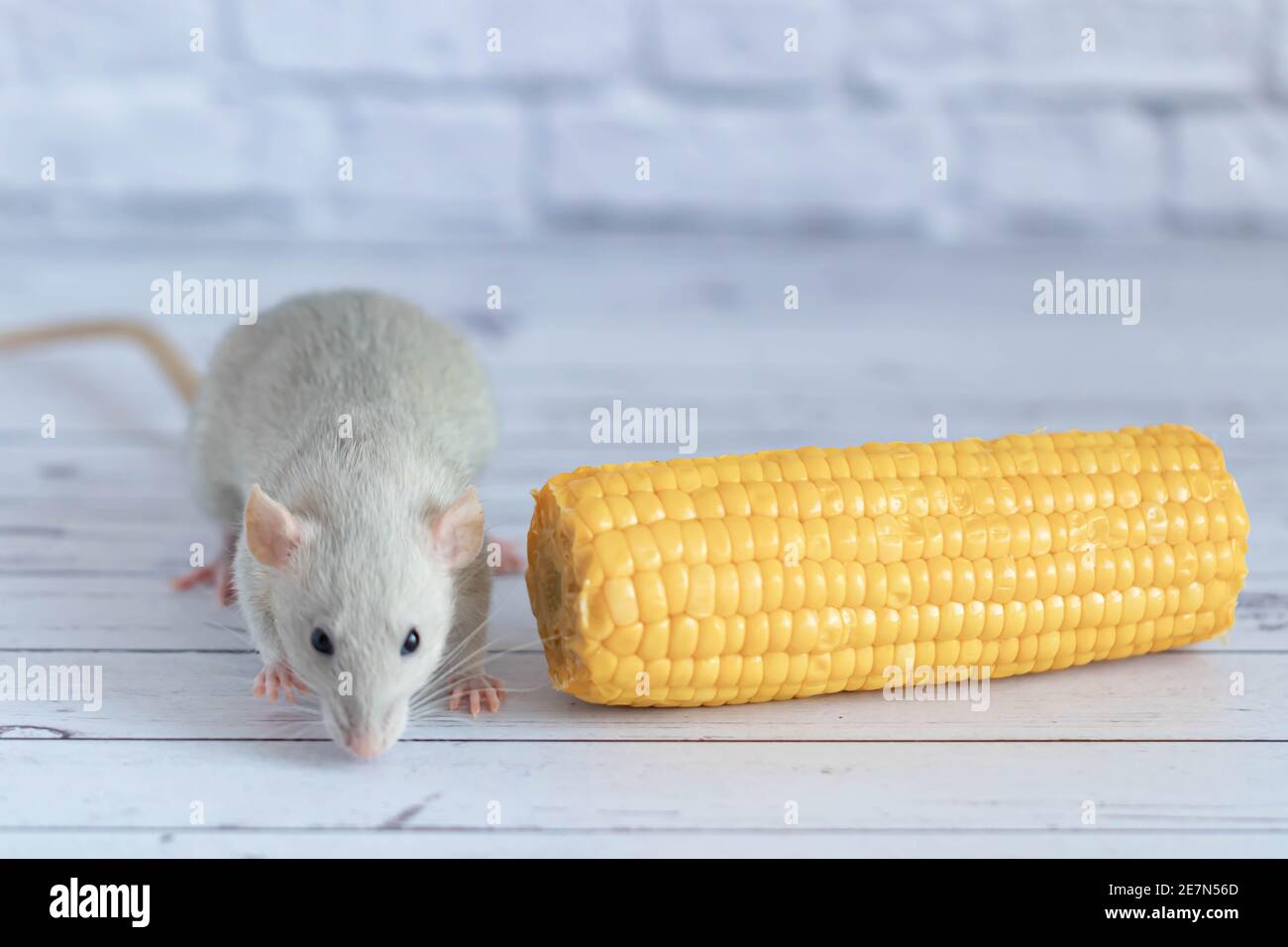 Decorative grey cute rat eating yellow ripe corn on the cob. Rat close ...