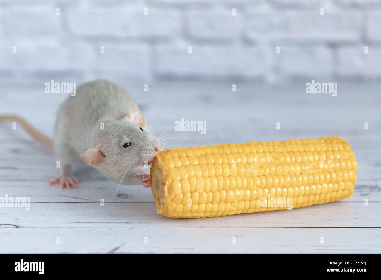 Decorative grey cute rat eating yellow ripe corn on the cob. Rat close ...