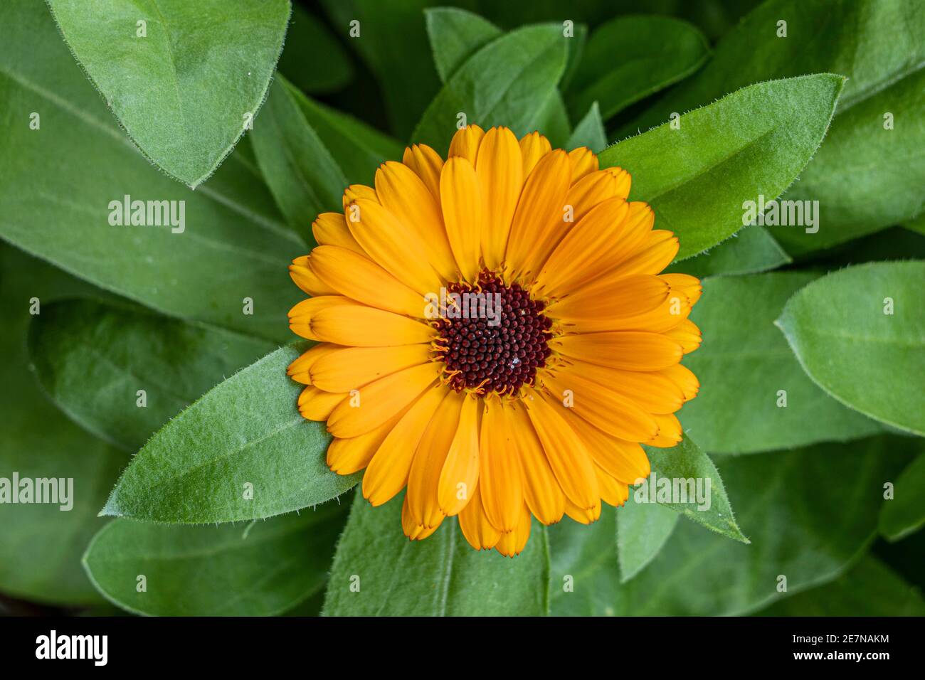 Brown-orange flower of the Marigold. Calendula officinalis Stock Photo ...