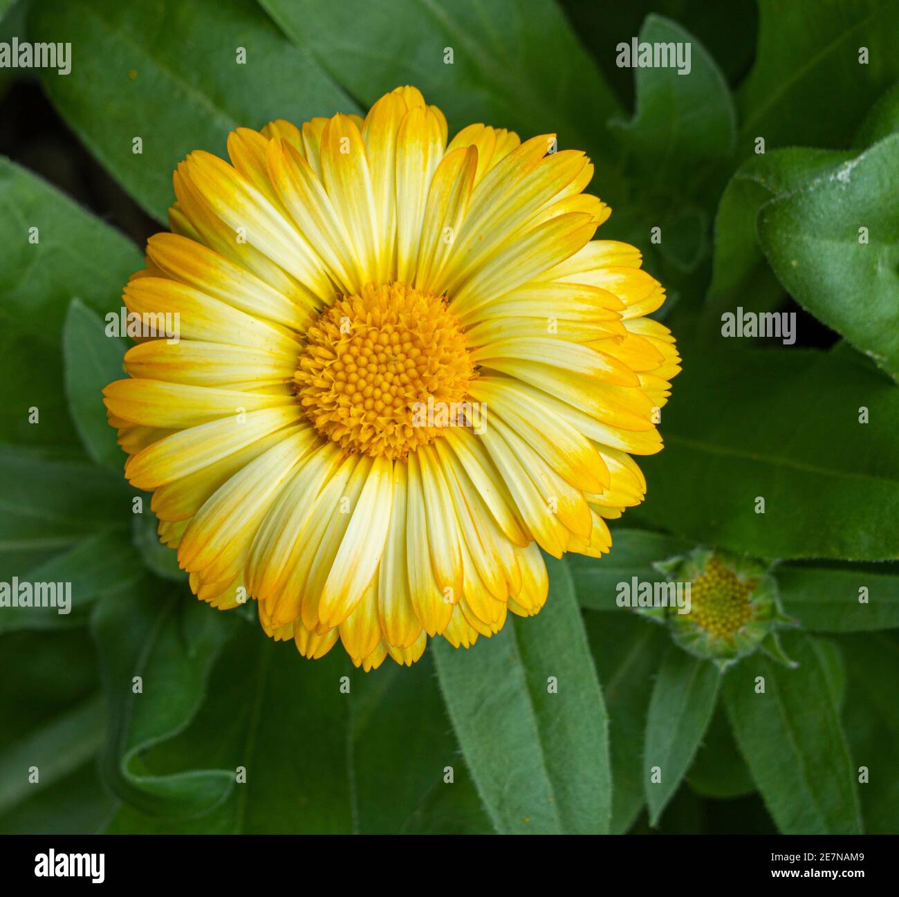 A Marigold in bloom, with an orange heart. And white, yellow and orange ...