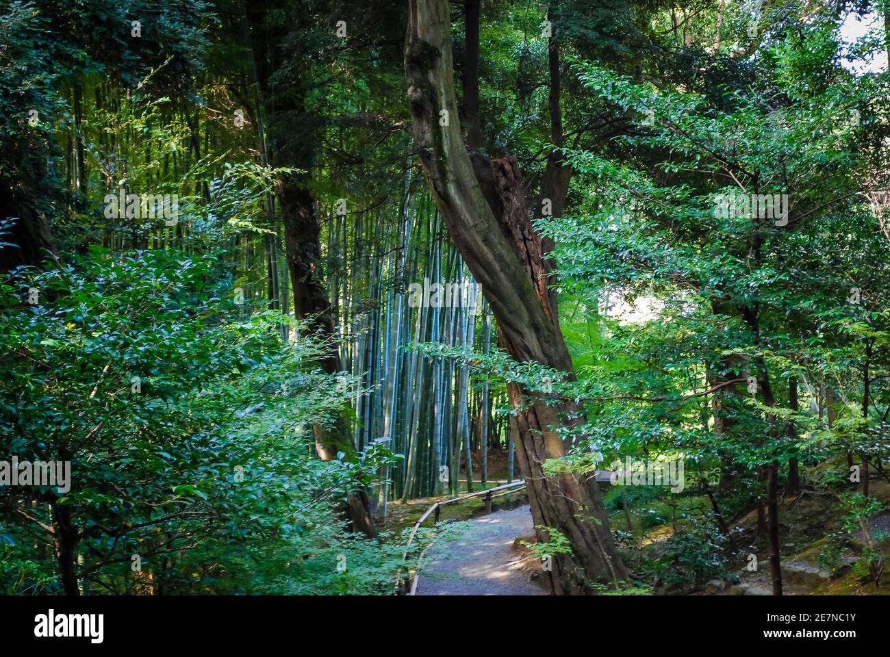 Bamboo pathway in Kyoto, Japan Stock Photo - Alamy