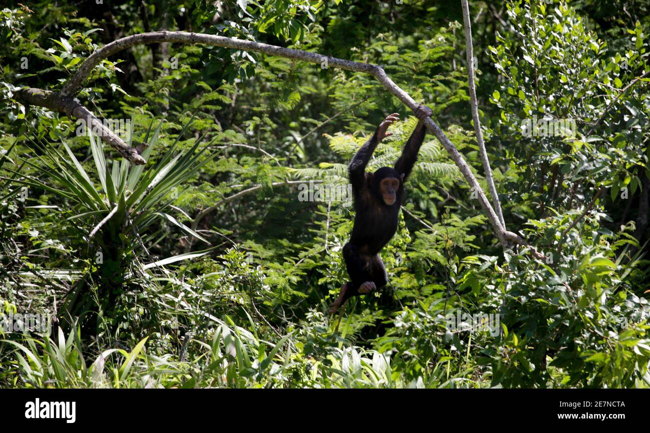 The jane goodall institute hi-res stock photography and images - Alamy