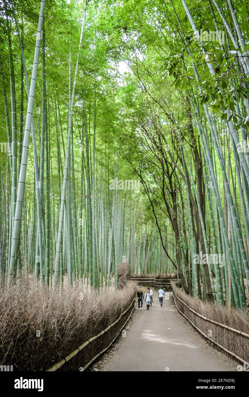 Kyoto arashiyama bamboo grove forest hi-res stock photography and ...