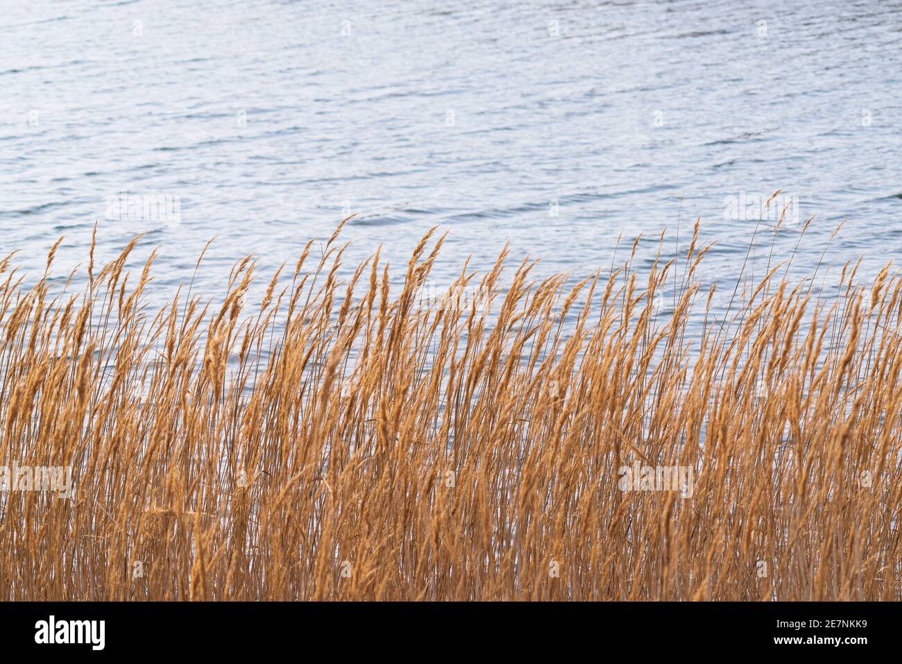 Waterfront river grass hi-res stock photography and images - Alamy