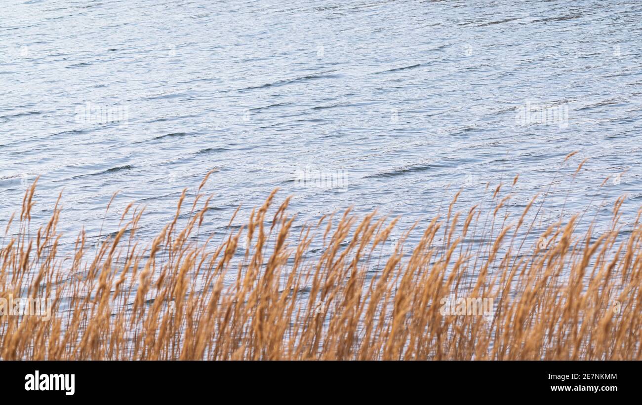 Reed bed texture hi-res stock photography and images - Alamy