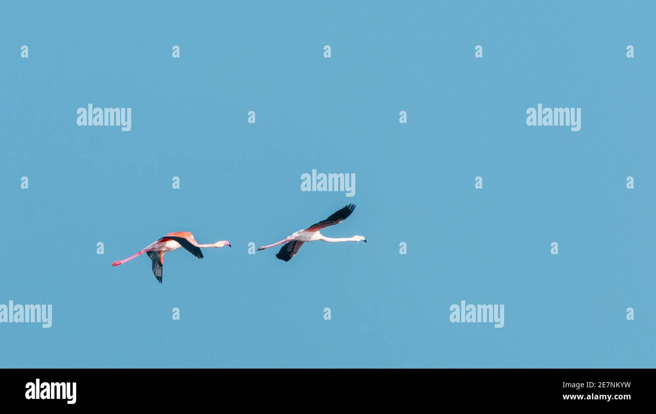 Beautiful scene flamingos flying in hi-res stock photography and images ...