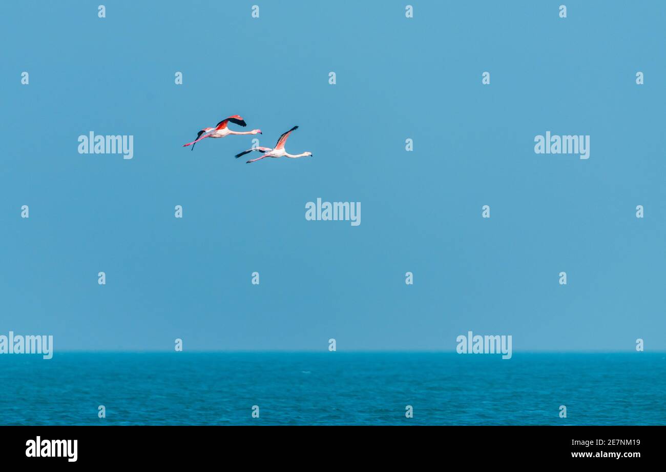 Pink flamingos in flight over the sea Stock Photo - Alamy
