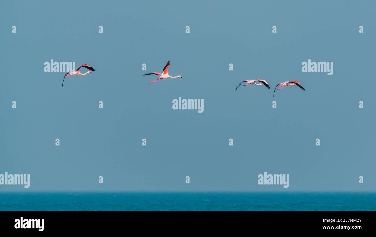 Pink flamingos in flight over the sea Stock Photo - Alamy