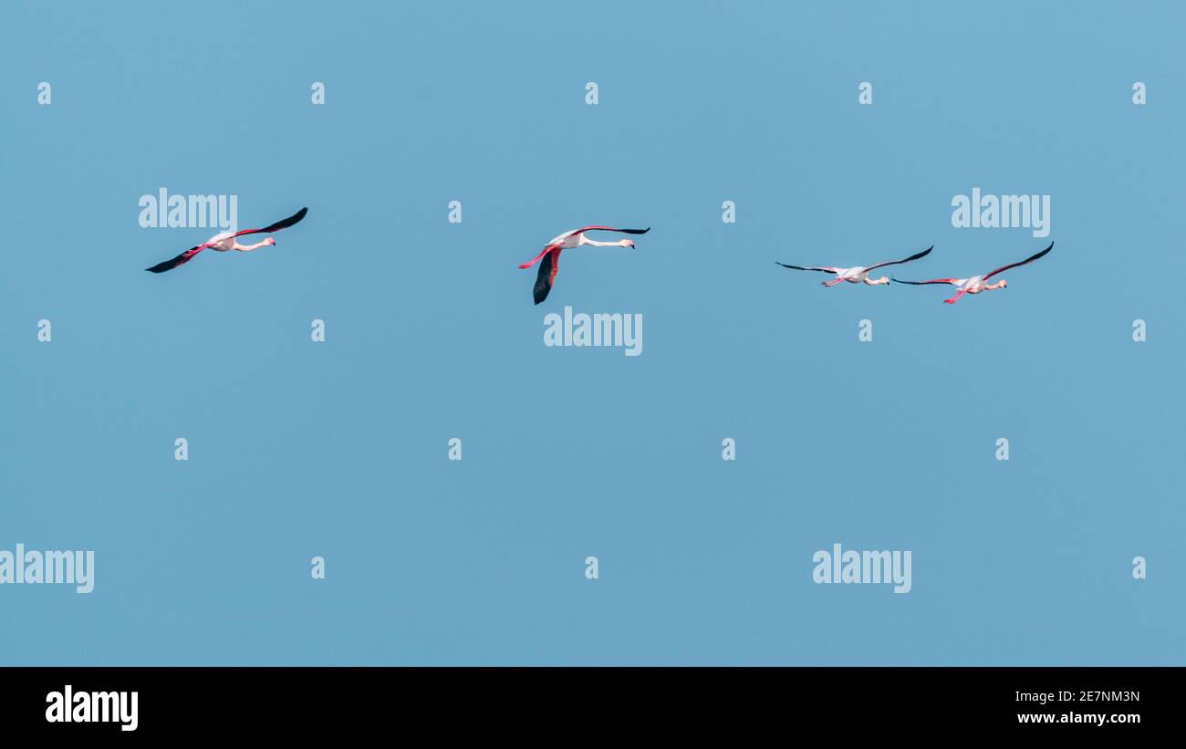 Beautiful scene flamingos flying in hi-res stock photography and images ...