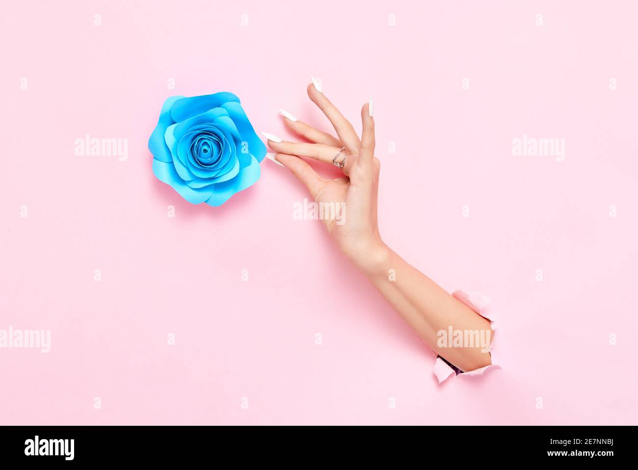 Female hand sticking out of pink paper background touching a blue paper ...