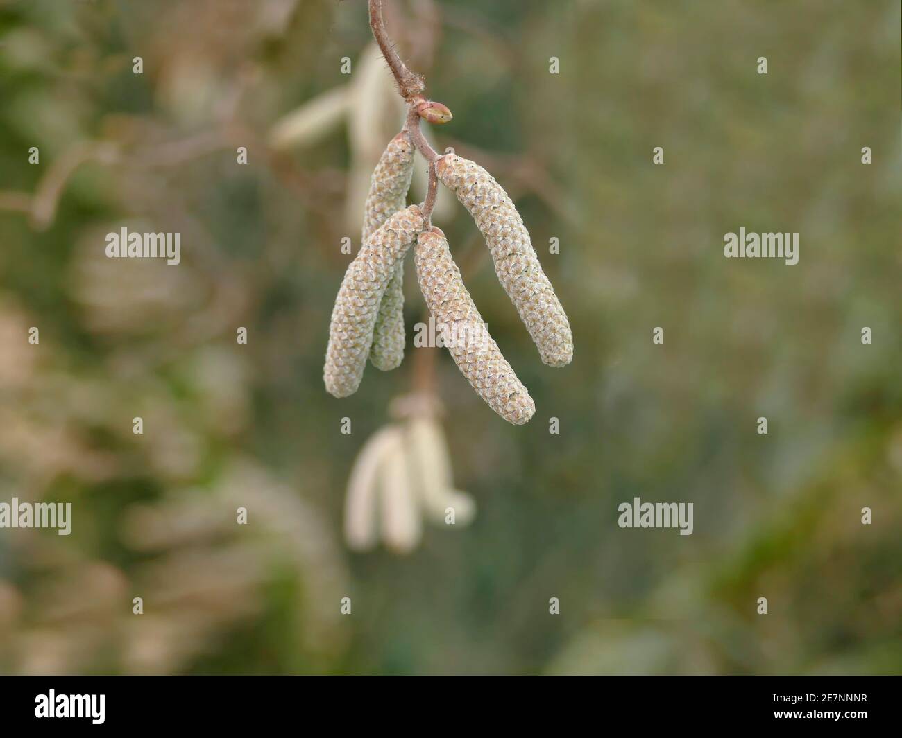 Hazelnut blossom in Germany in wintertime Stock Photo - Alamy