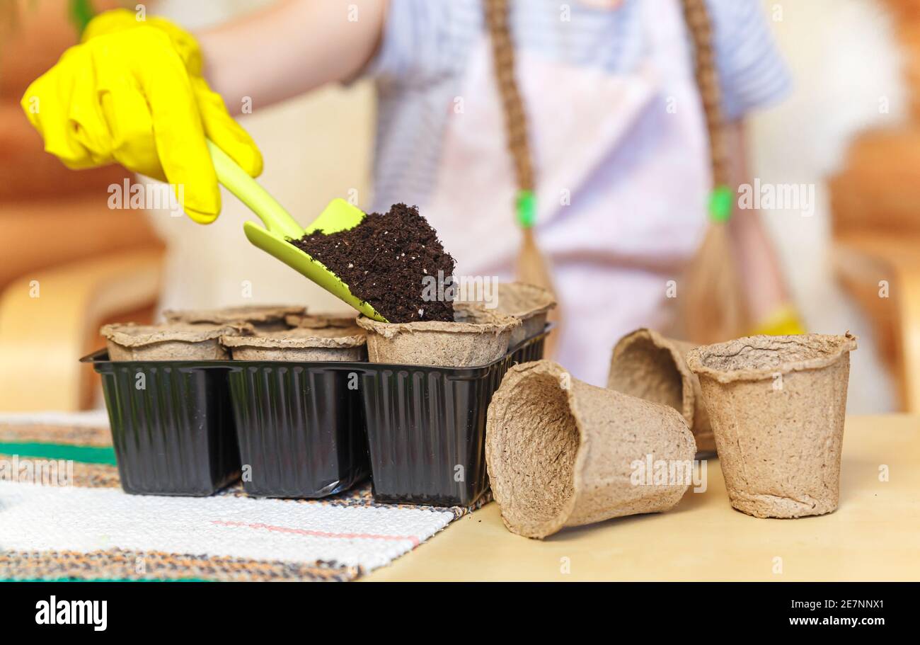 The process of planting seedlings in peat pots. Gardening, spring ...