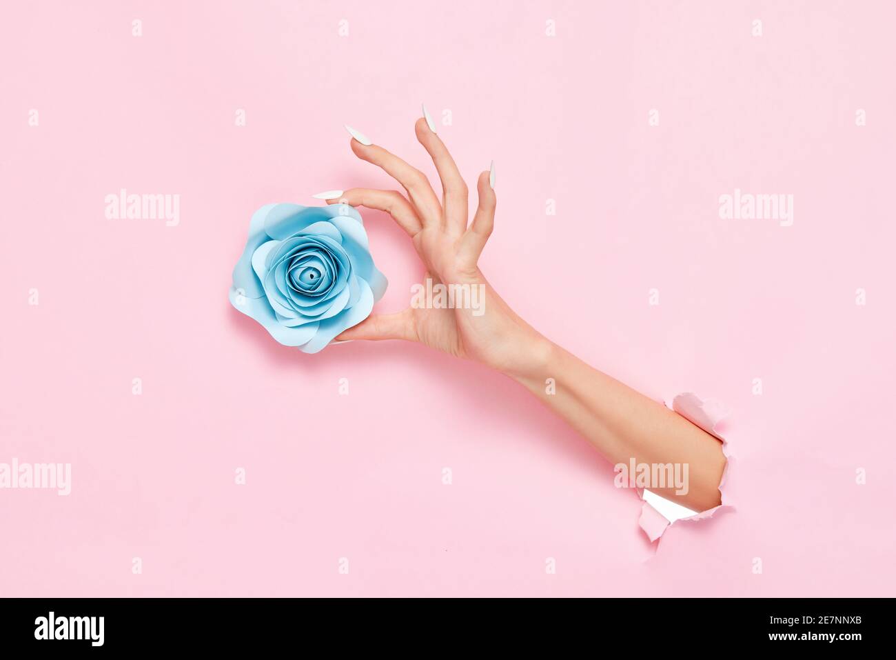 Female hand sticking out of pink paper background touching a blue paper ...