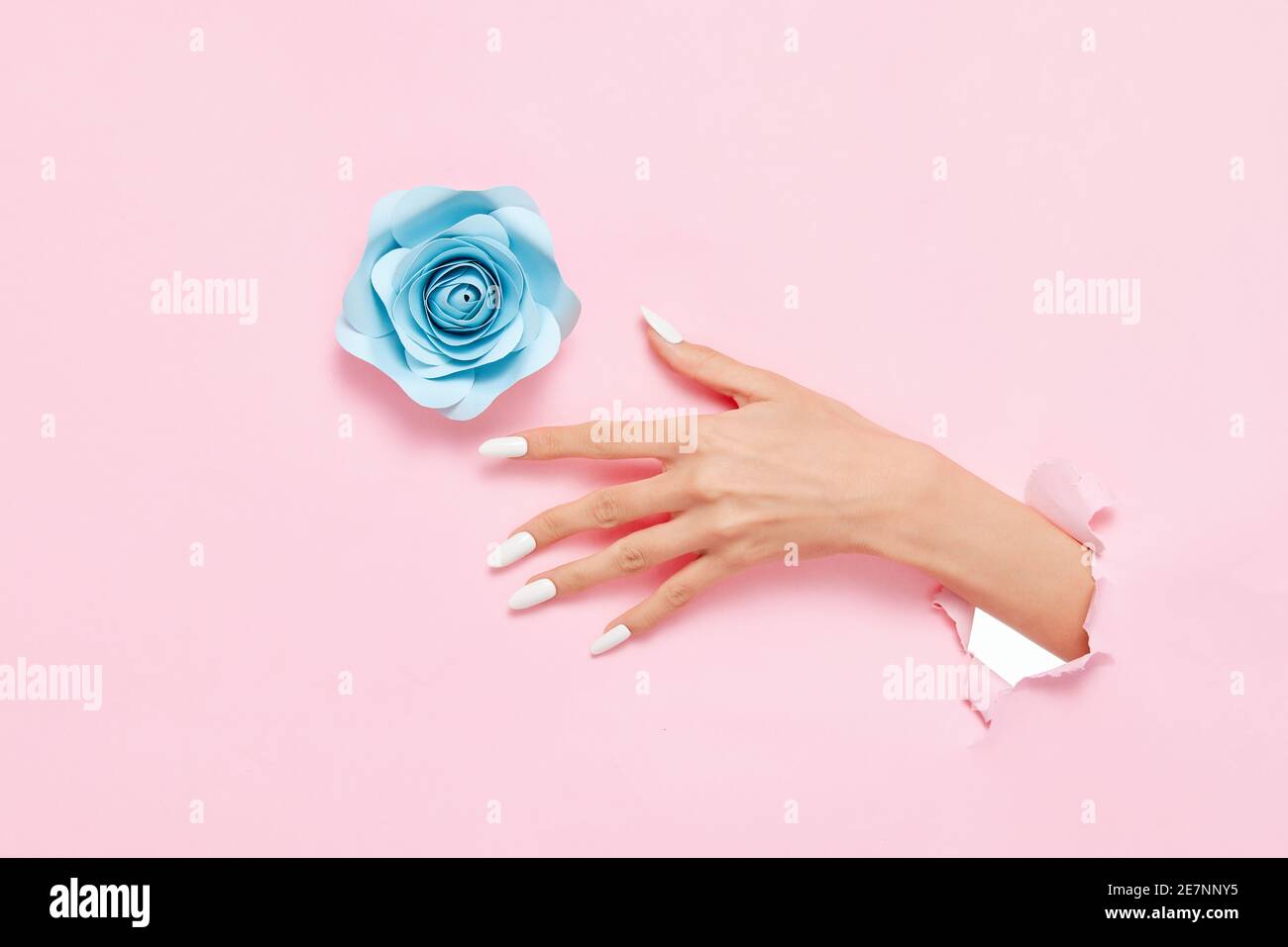 Female hand sticking out of pink paper background touching a blue paper ...
