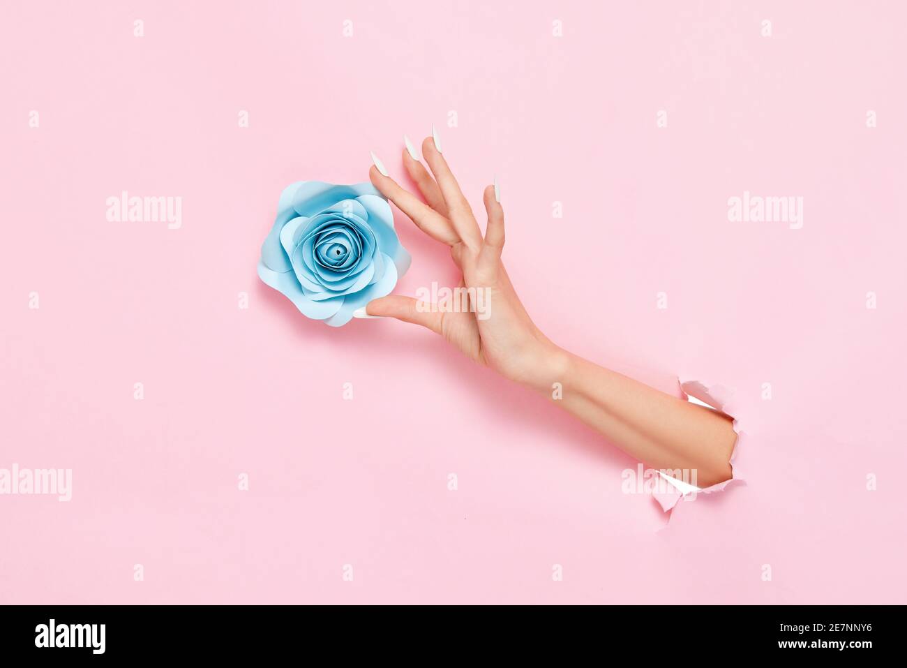 Female hand sticking out of pink paper background touching a blue paper ...