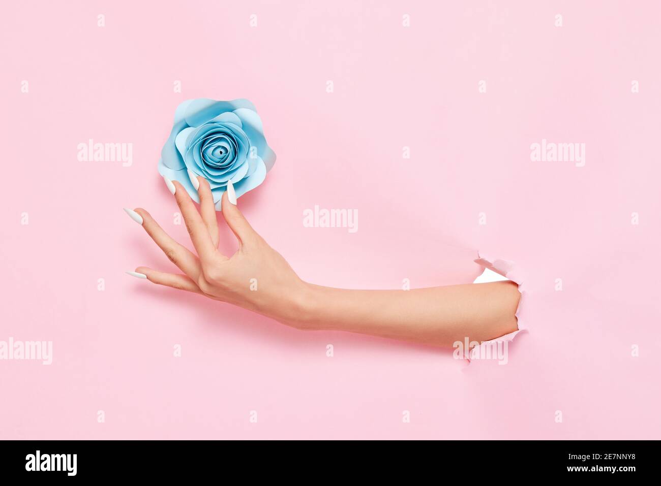 Female hand sticking out of pink paper background touching a blue paper ...