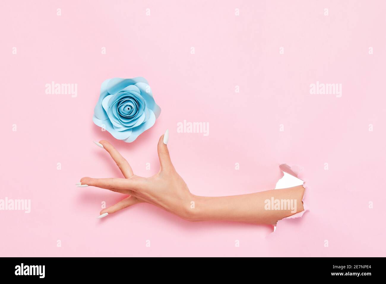 Female hand sticking out of pink paper background touching a blue paper ...