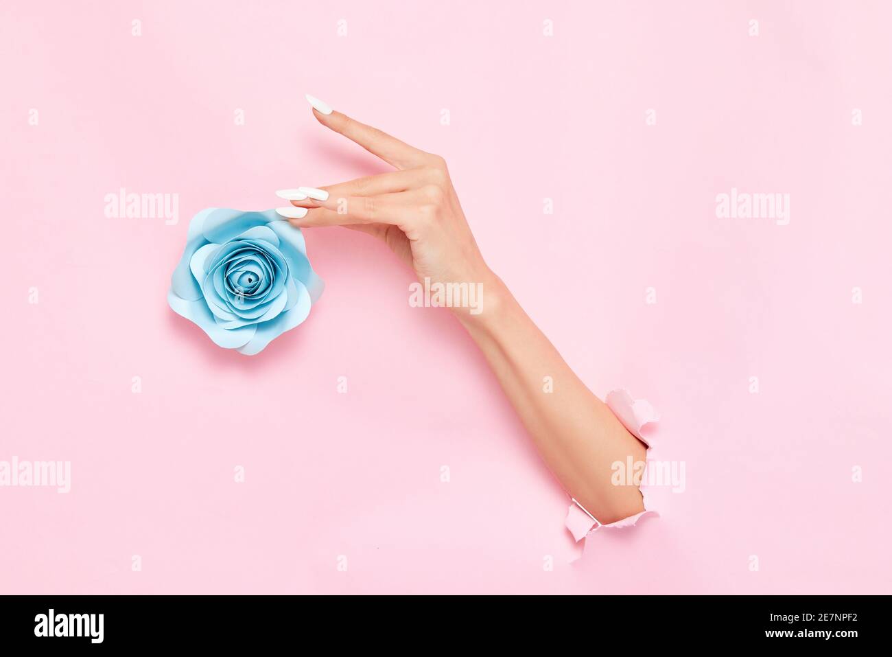 Female hand sticking out of pink paper background touching a blue paper ...