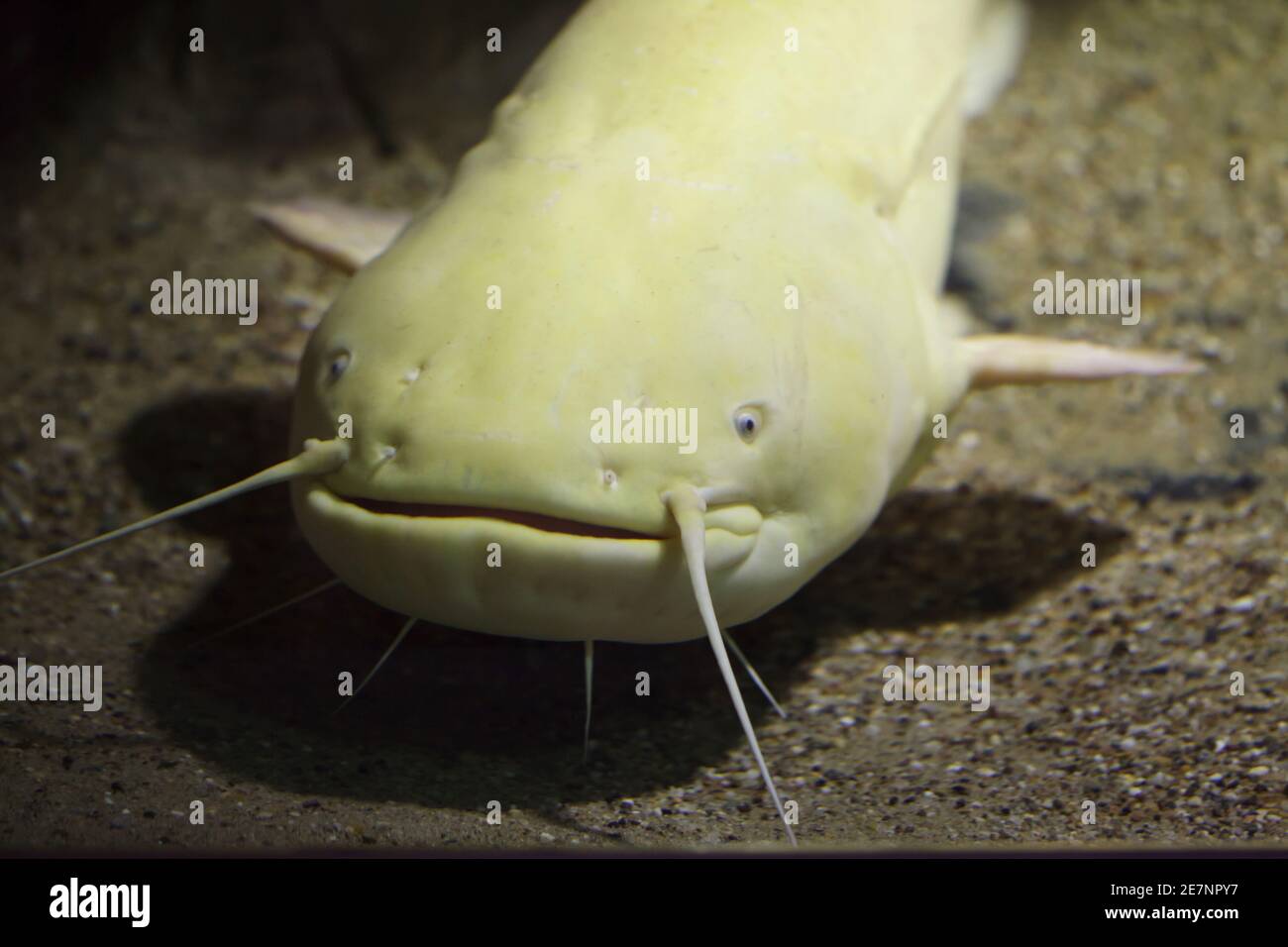 Wels catfish (Silurus glanis), also known as the sheatfish Stock Photo ...