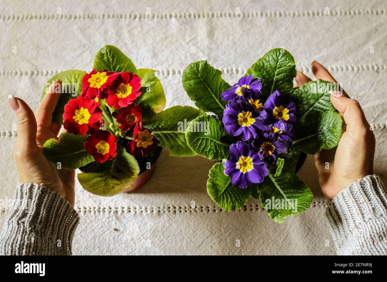 Two flower pots on the table Stock Photo - Alamy