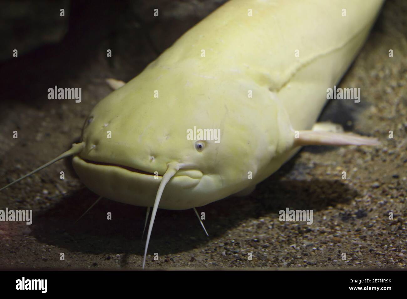 Wels catfish europe hi-res stock photography and images - Alamy