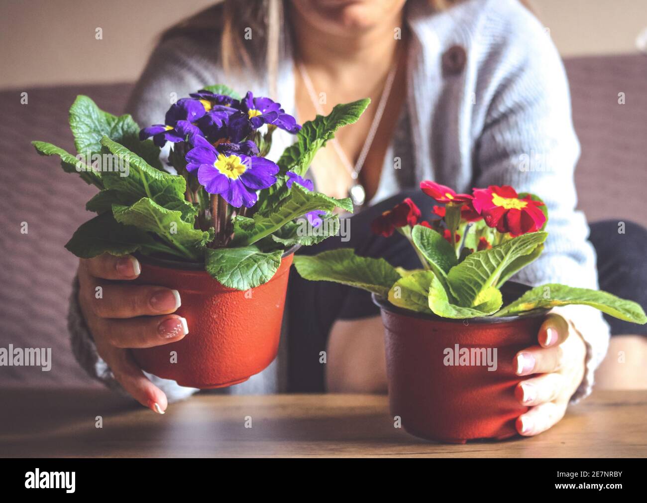Two flower pots with flowers held by a woman Stock Photo - Alamy