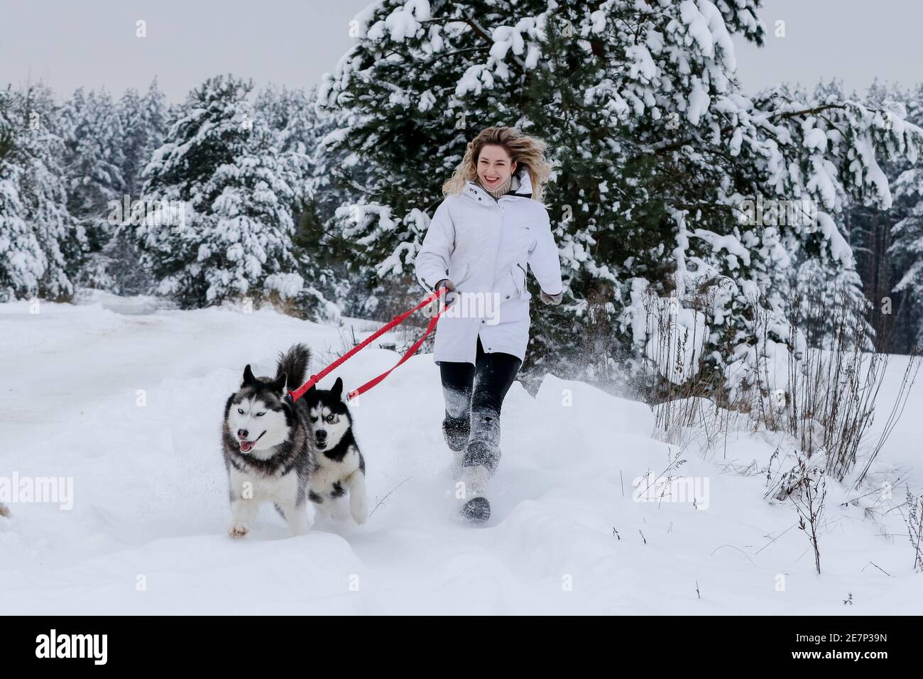Girl walking with siberian husky in winter forest and park, animals and ...