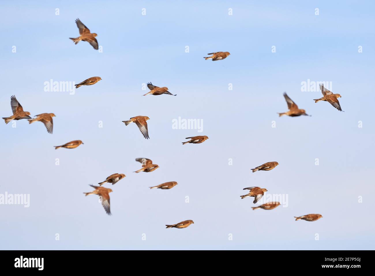 Flock of Common linnets (Linaria cannabina) Birds in flight Stock Photo ...