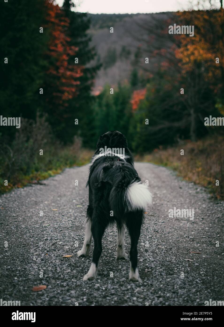 Vertical shot of a black border collie on the road surrounded by ...