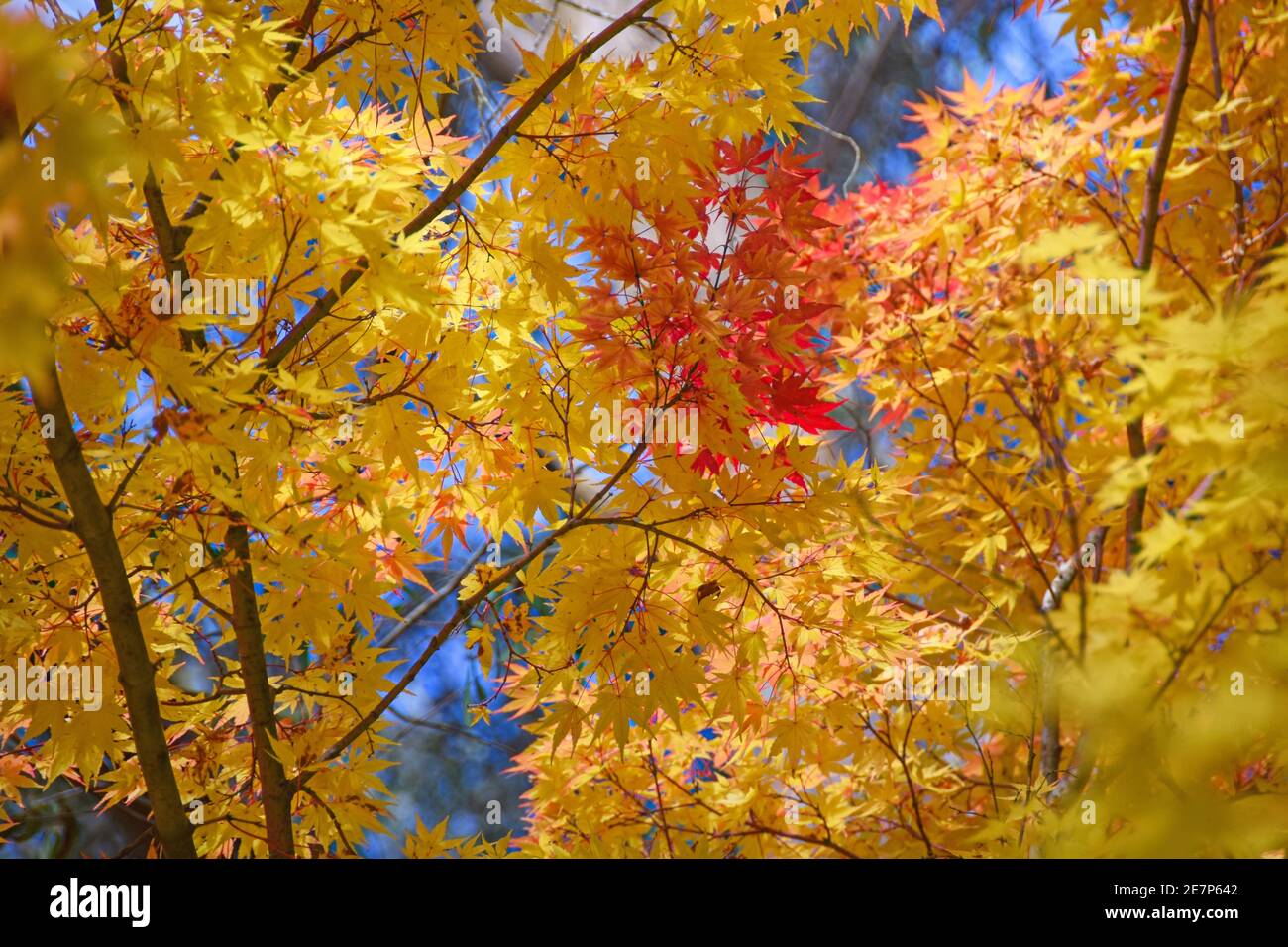 Autumnal leaves and colors. Vibrant wallpaper Stock Photo - Alamy