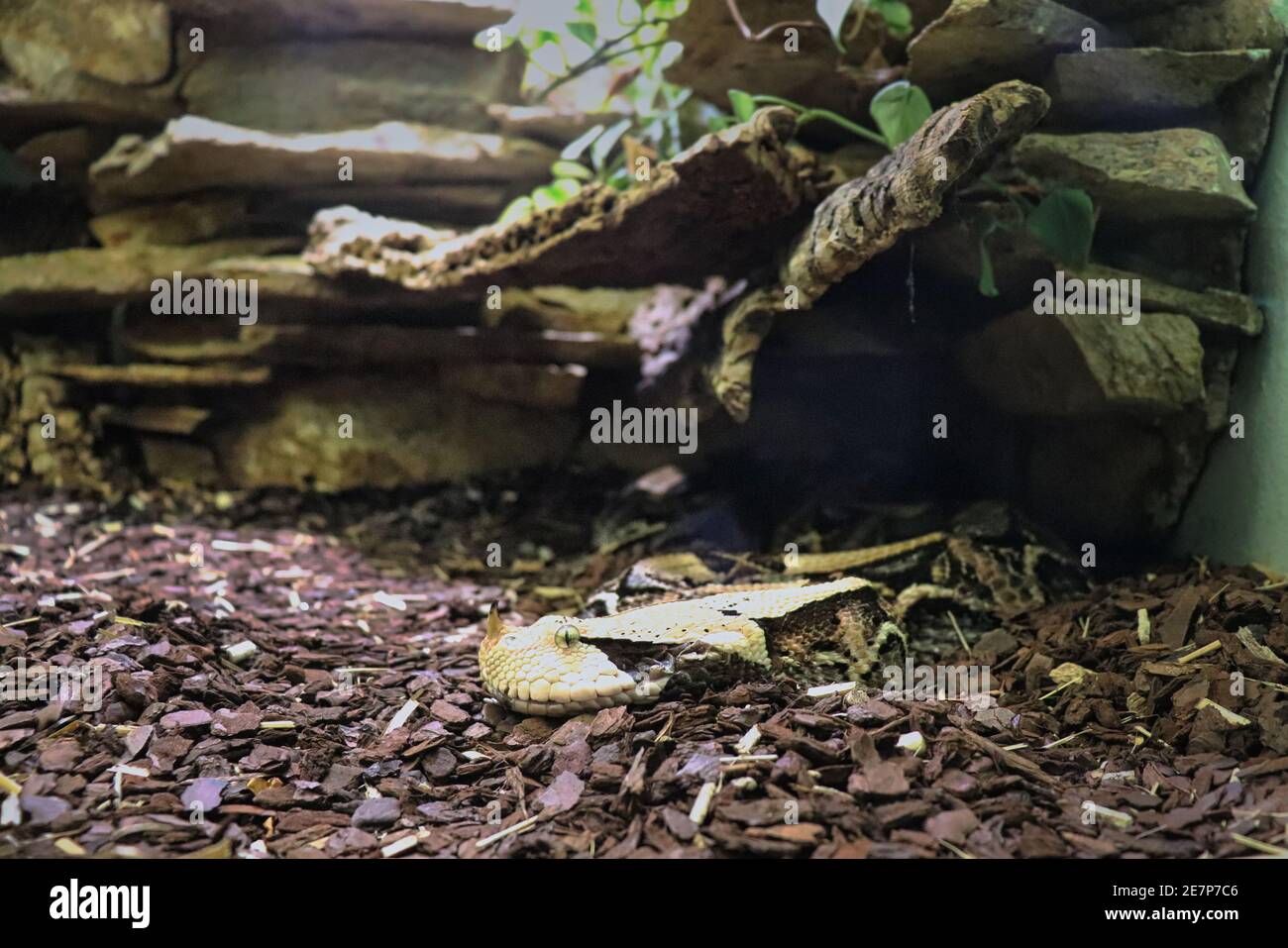 Tiergarten Aquarium High Resolution Stock Photography and Images - Alamy