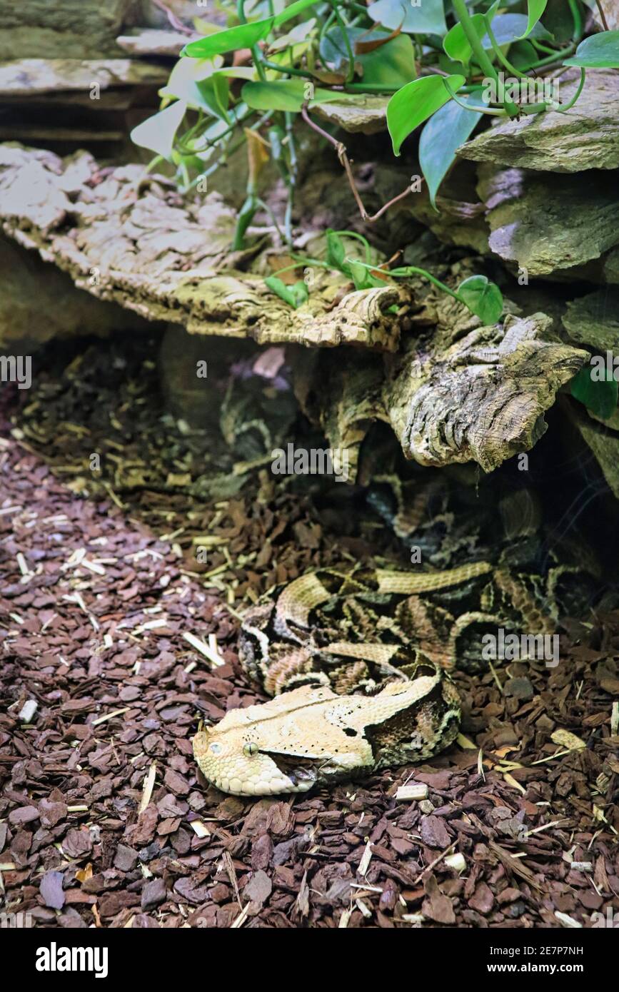 Tiergarten aquarium hi-res stock photography and images - Alamy