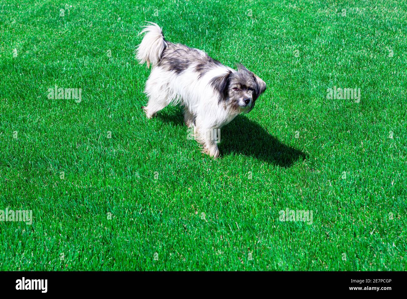 Leash dog angry hi-res stock photography and images - Alamy