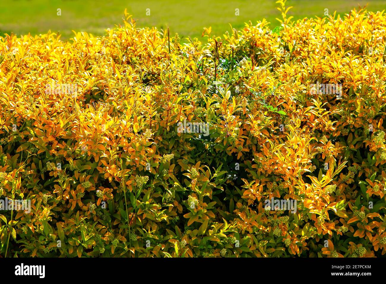 Decorative bushes with yellow leaves Stock Photo - Alamy