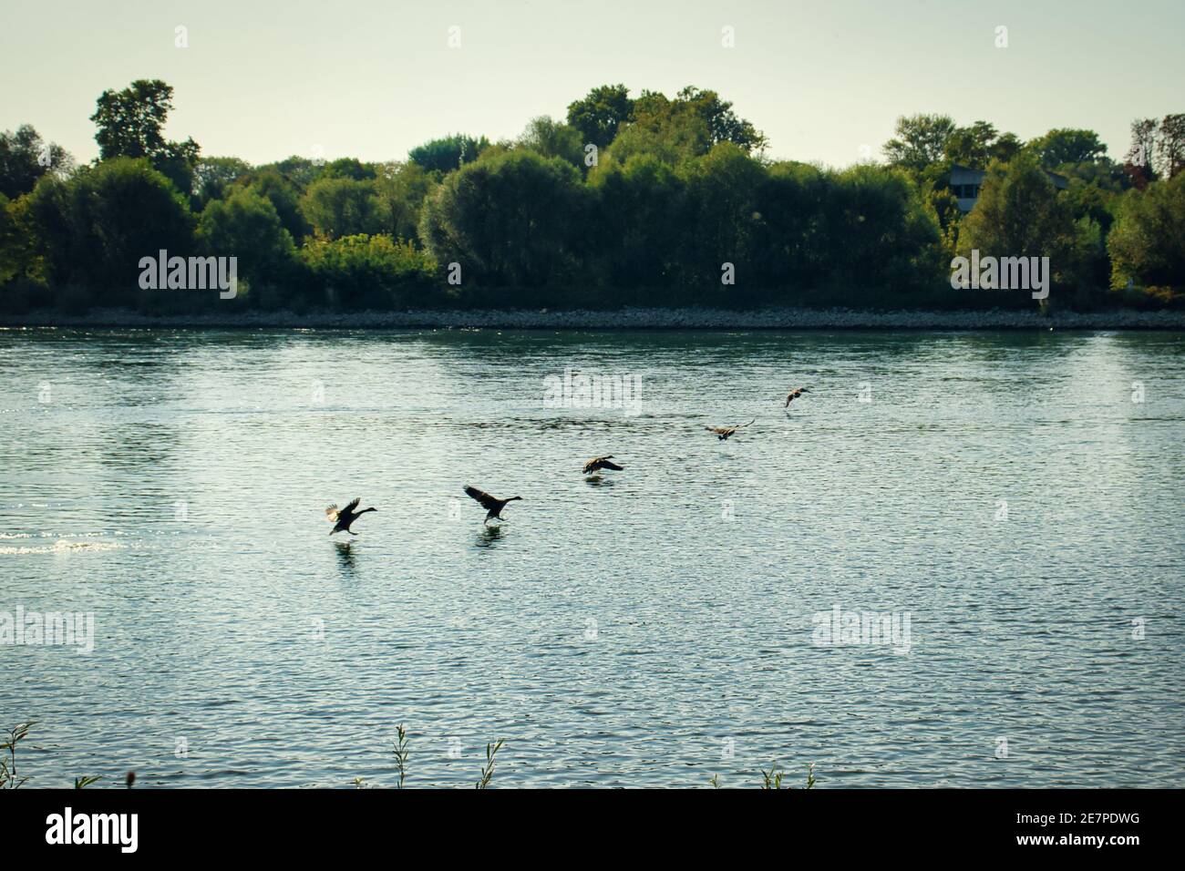 Line of geese flying off the water in the Rhine river in Germany on a ...