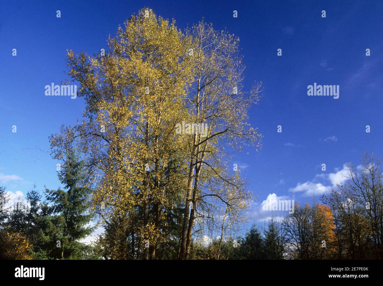 Cottonwood, Willamette Mission State Park, Oregon Stock Photo - Alamy