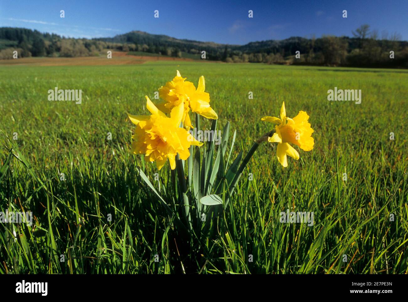 Daffodil Farm High Resolution Stock Photography and Images - Alamy