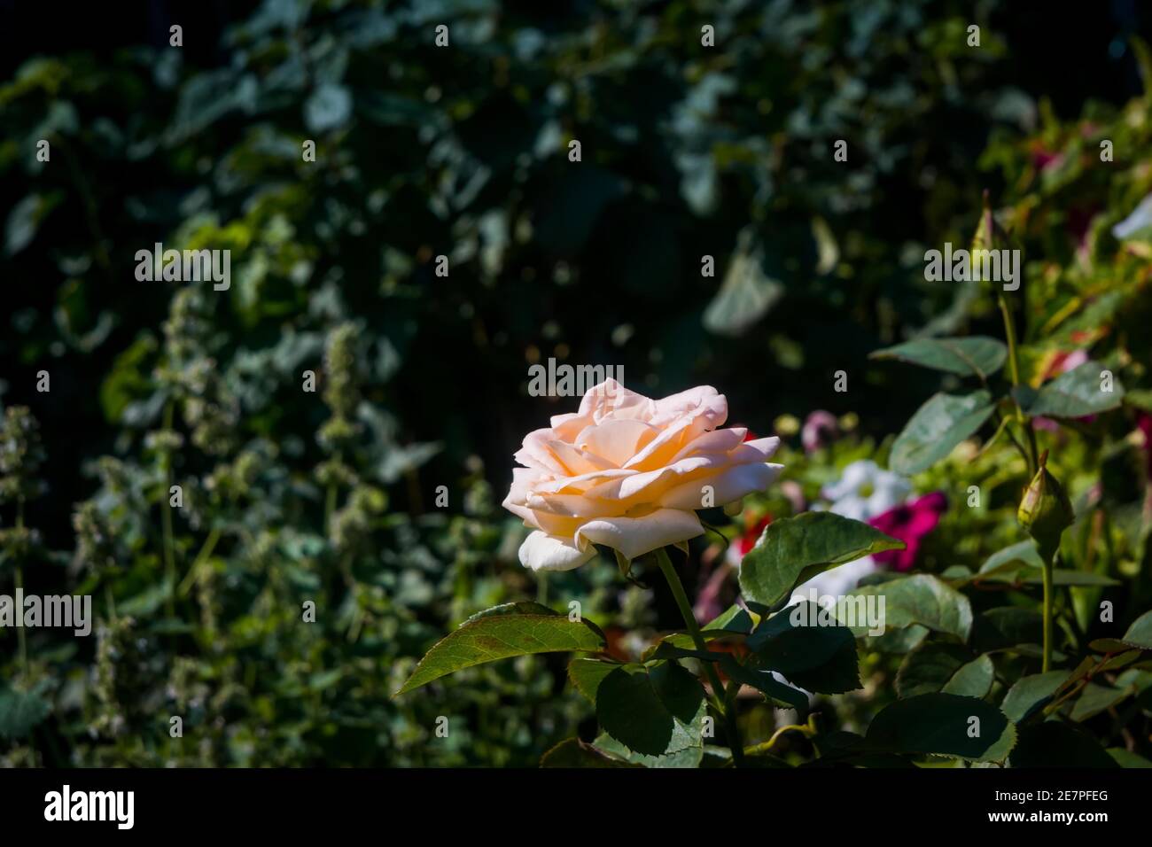 Peach colored single rose hi-res stock photography and images - Alamy