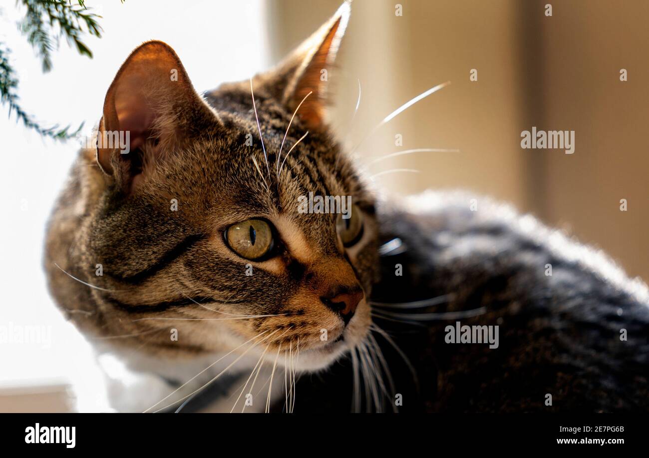 Sunlight cat hi-res stock photography and images - Alamy