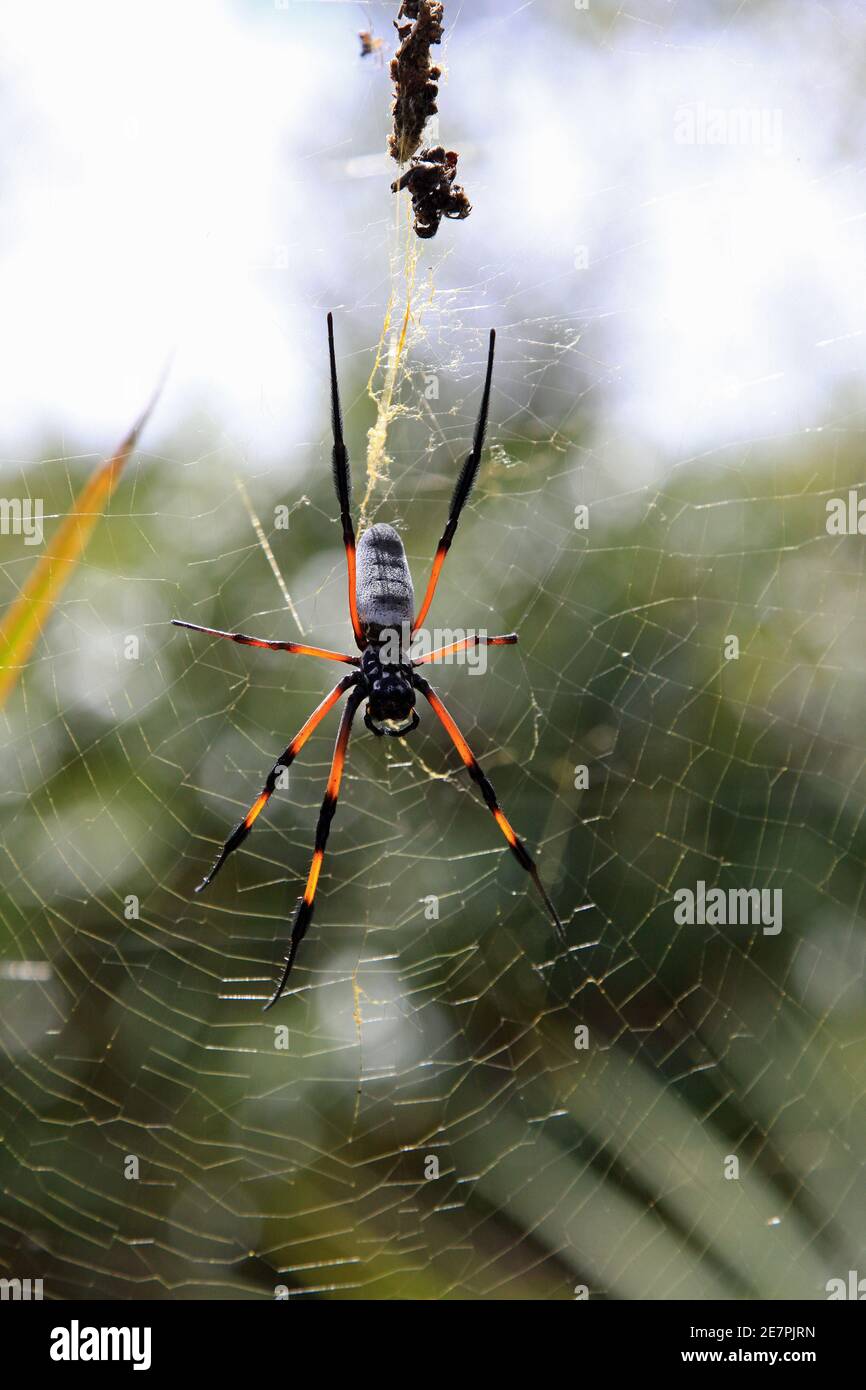 Nephila inaurata hi-res stock photography and images - Alamy