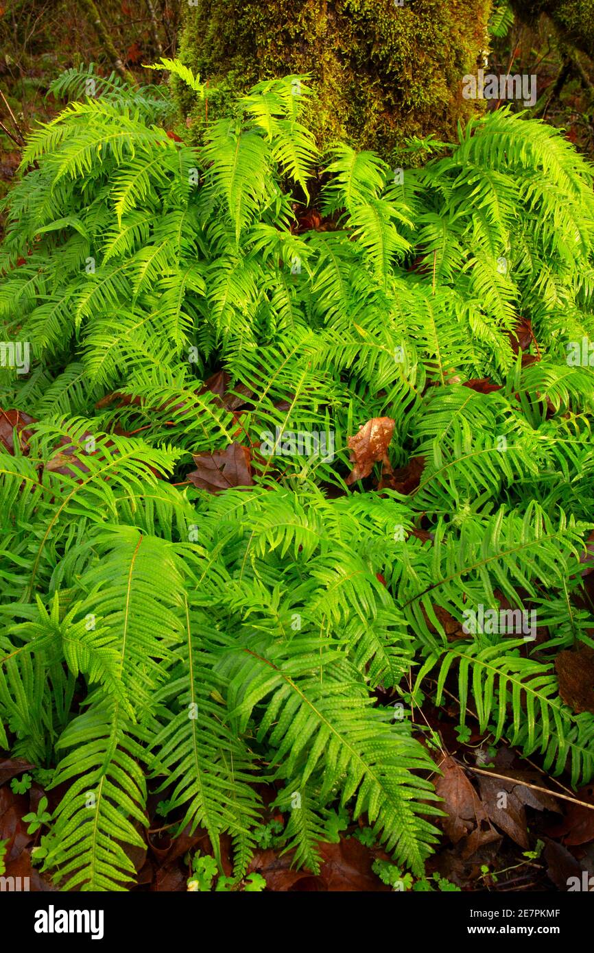 Licorice ferns (Polypodium glycyrrhiza), Riverside Park, Stayton ...