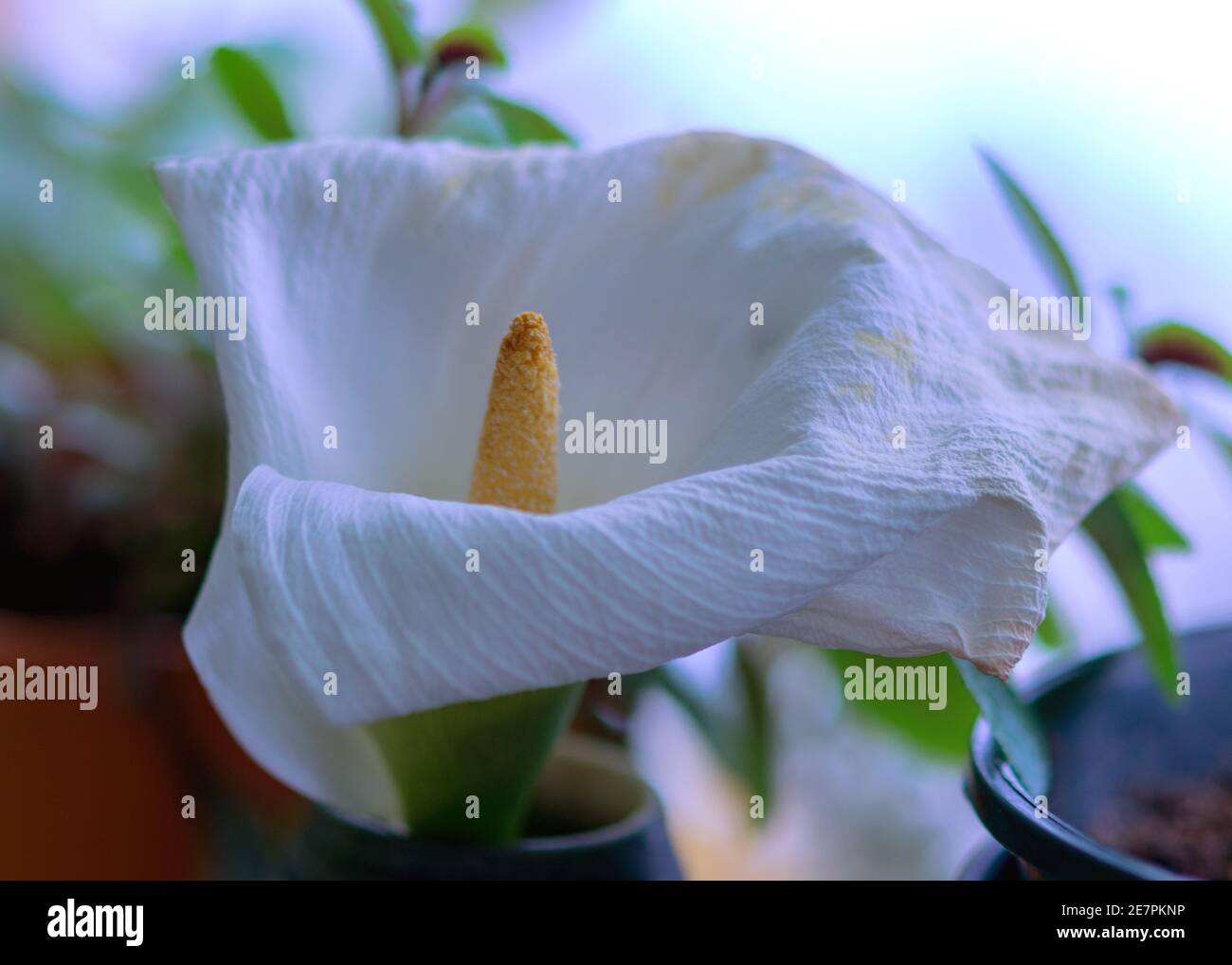 flowered white callus flower fragments, interesting old flower texture ...