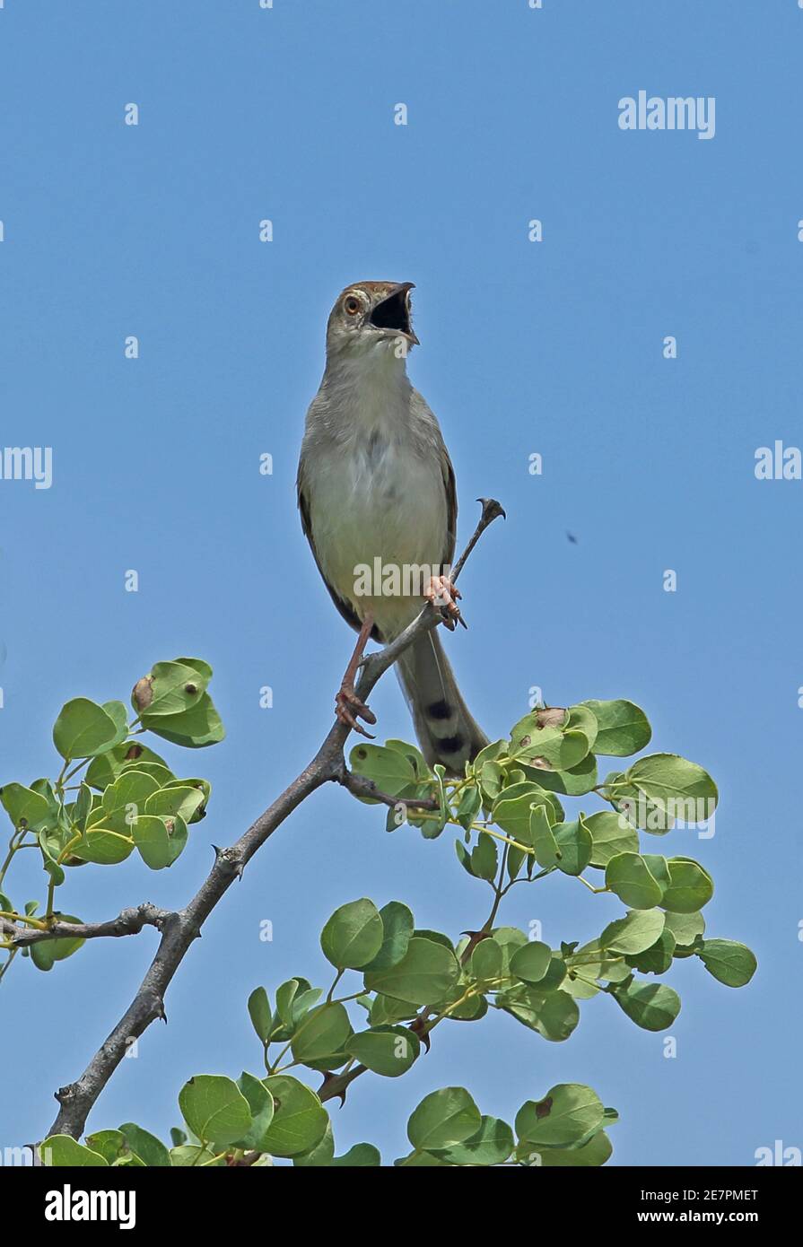 Neddicky (Cisticola fulvicapilla) adult perched on twig singing ...
