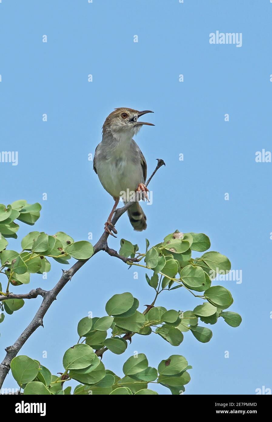 Neddicky (Cisticola fulvicapilla) adult perched on twig singing ...
