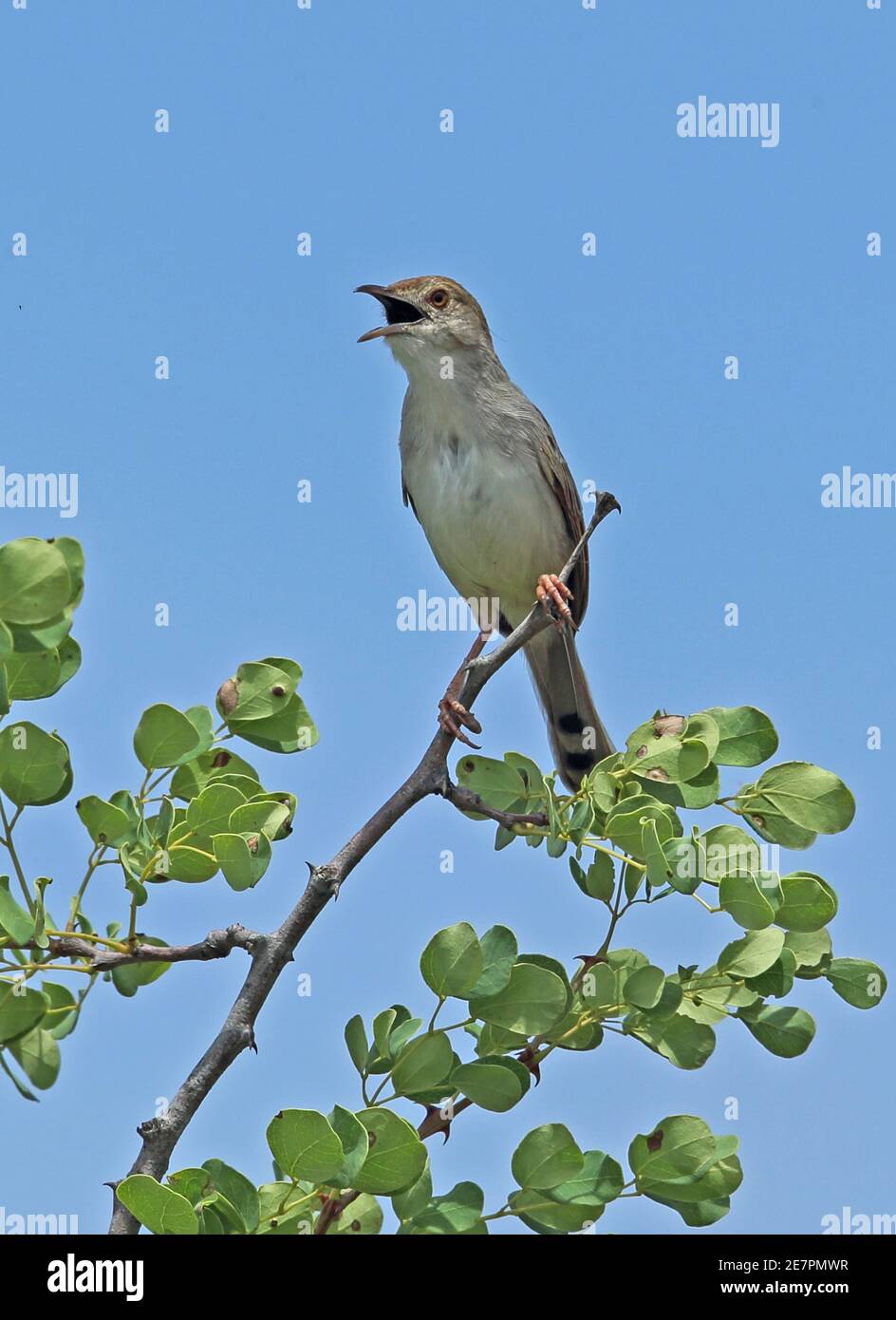 Dullstroom hi-res stock photography and images - Alamy