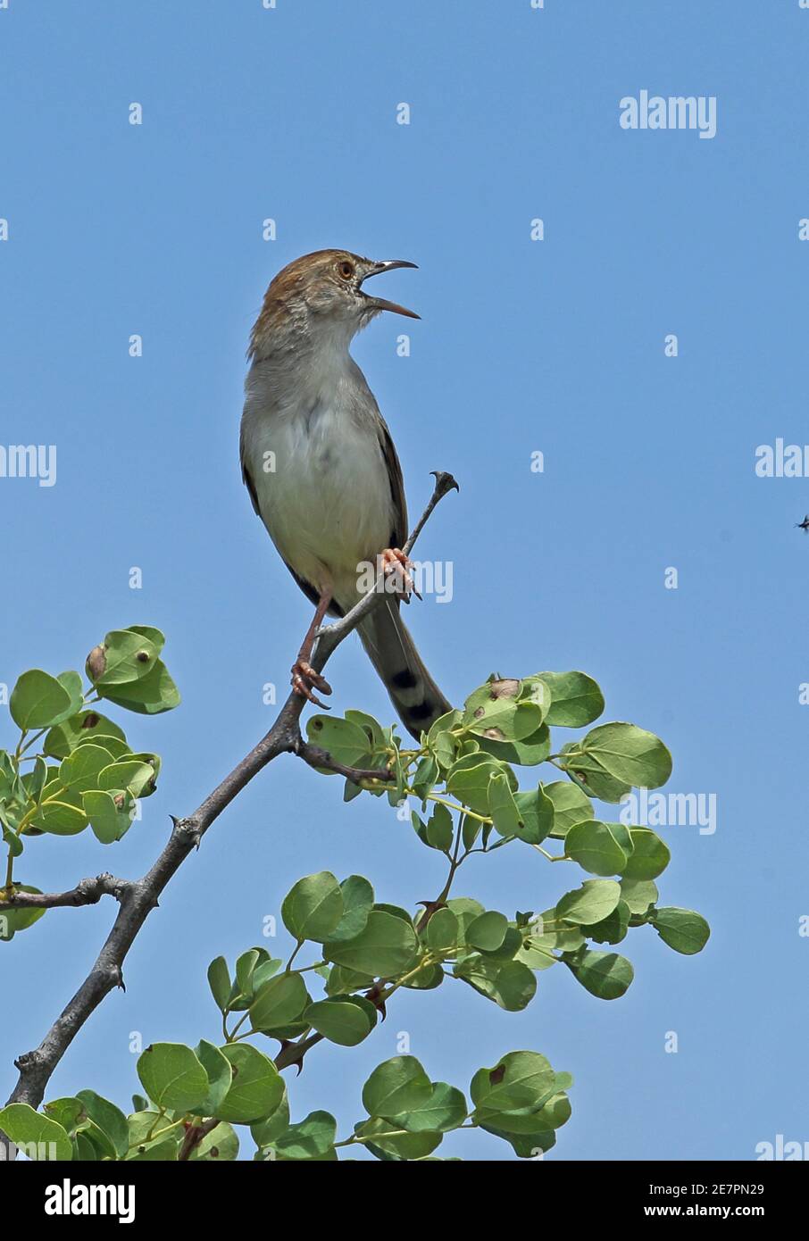 Neddicky (Cisticola fulvicapilla) adult perched on twig singing ...