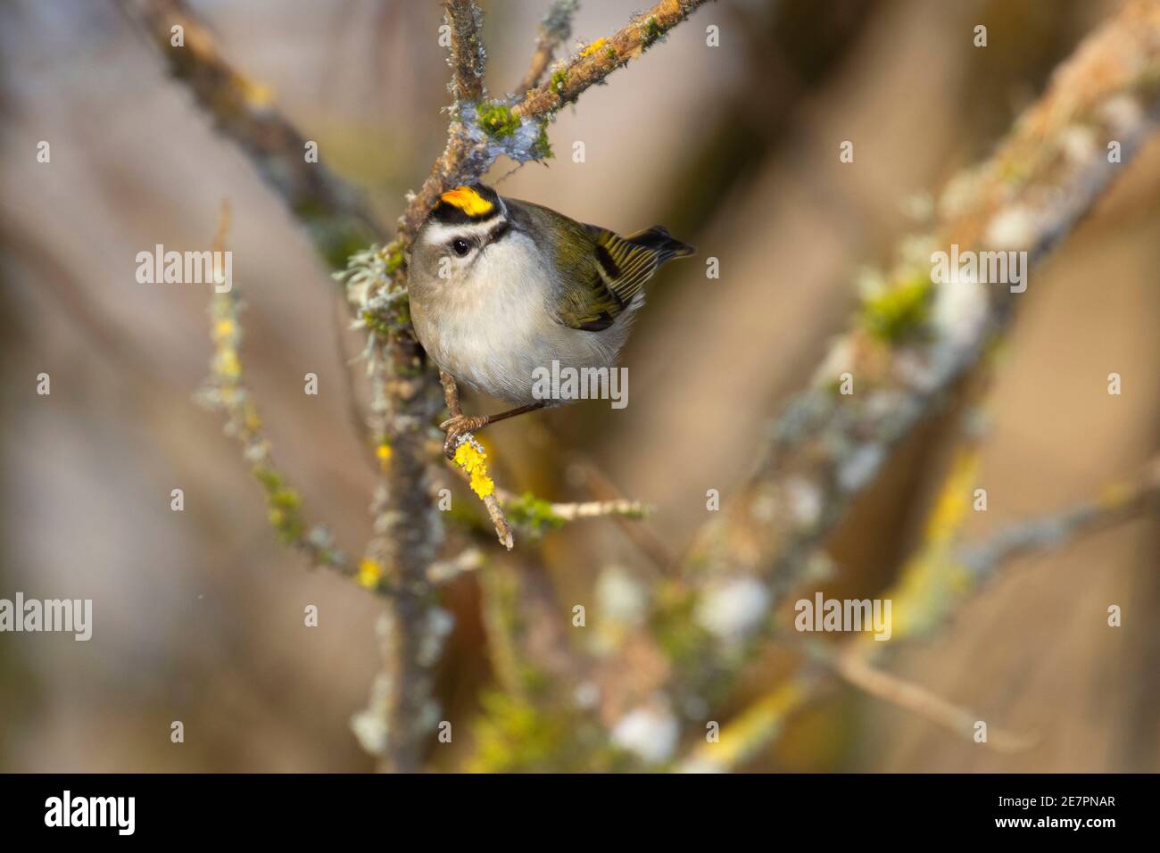 Golden-crowned kinglet (Regulus satrapa), Willamette Mission State Park ...