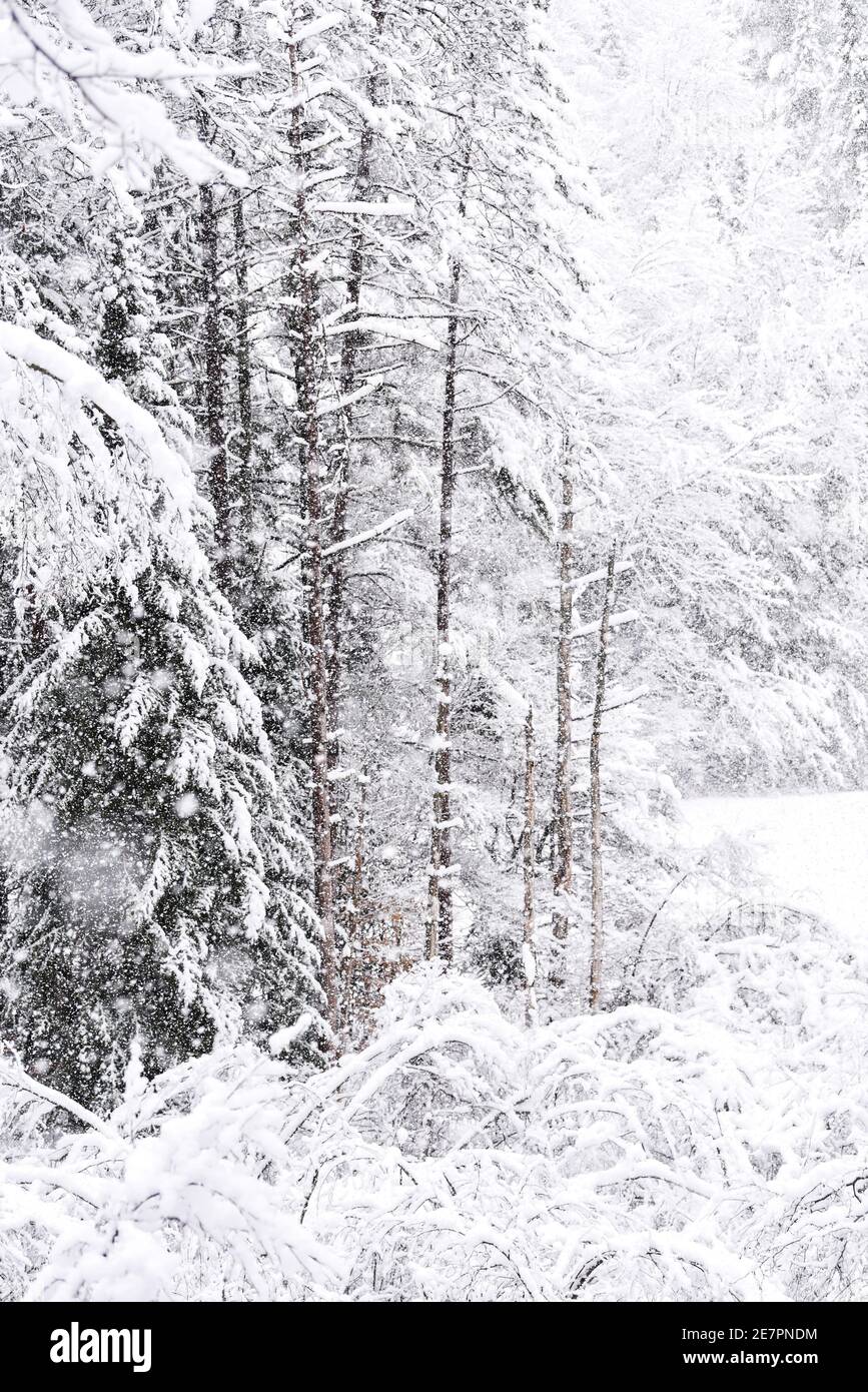 Heavy snowfall landing on Montpelier, VT, New England, USA Stock Photo ...
