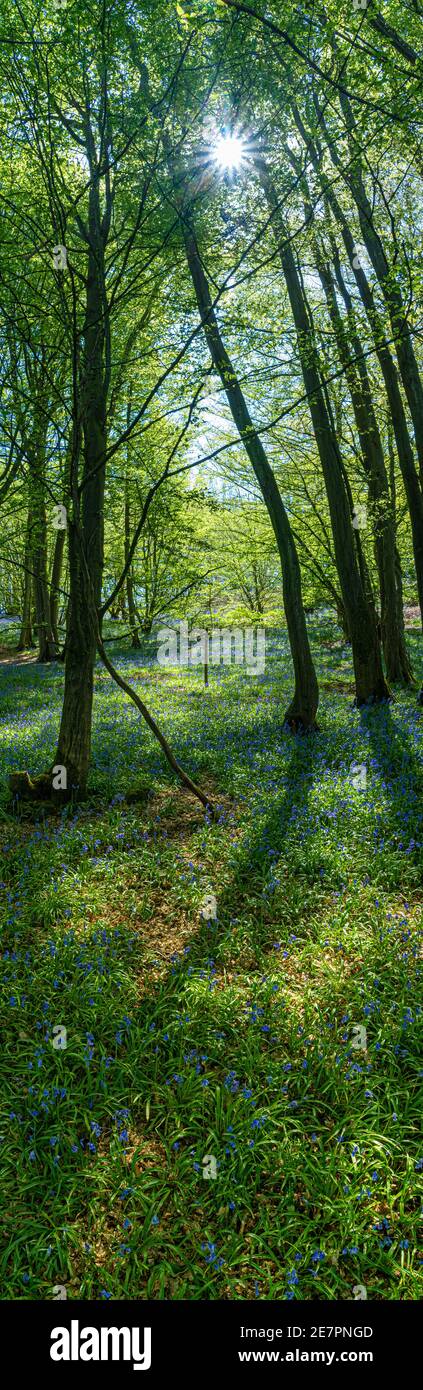 Bluebell Woods with Sun Light in front streaming through branches and ...